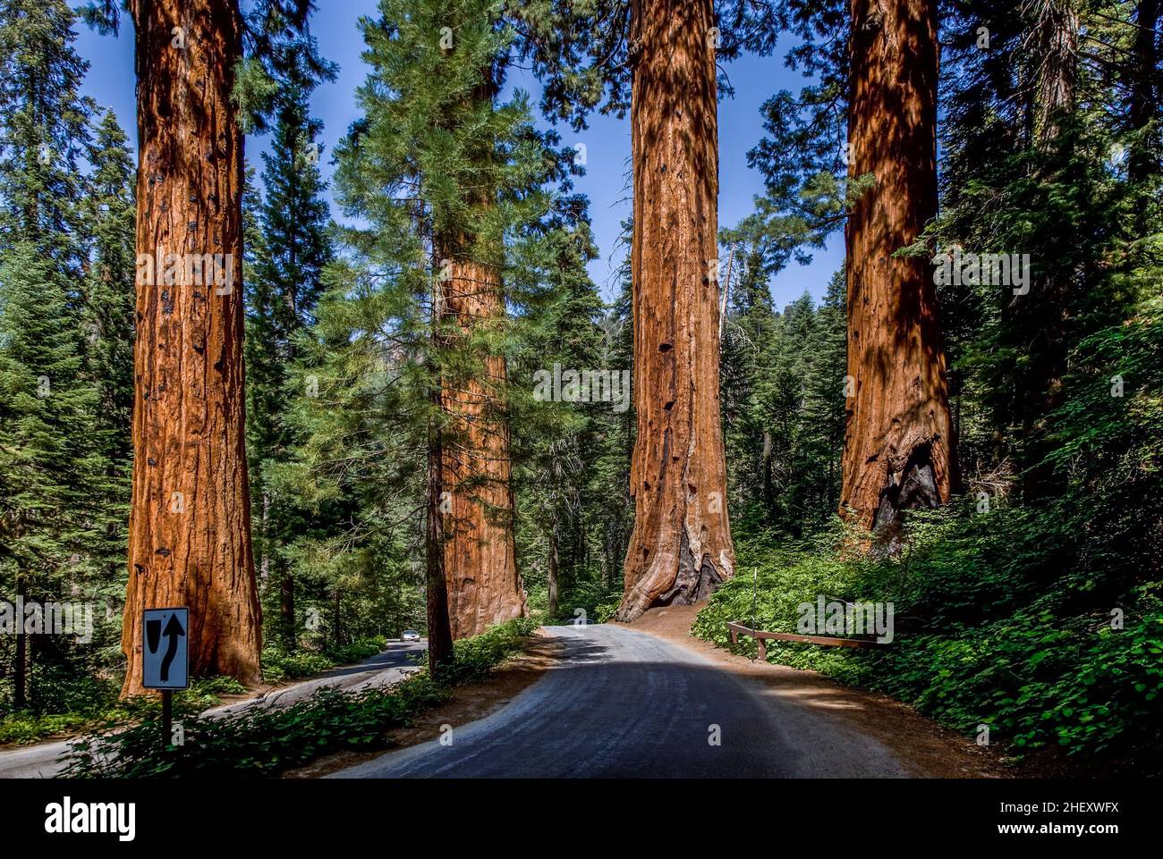 the famous big sequoia trees are standing in Sequoia National Park ...