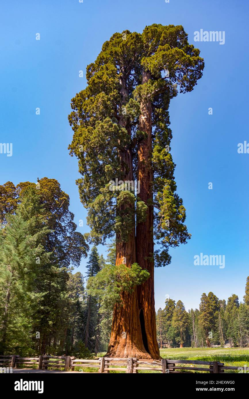 Tall big sequoias in hi-res stock photography and images - Alamy