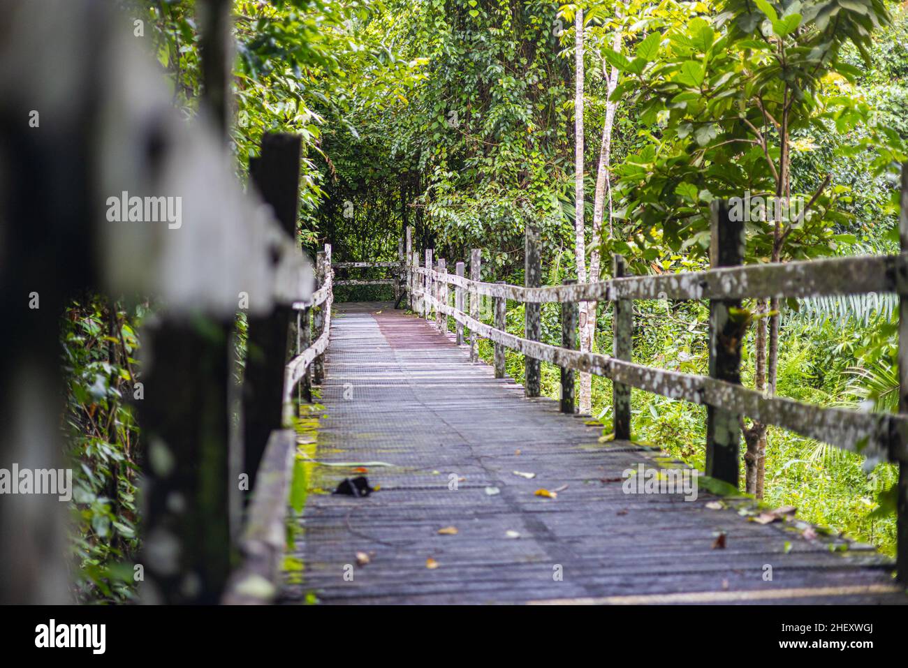 Rain rainforest bridge wood hi-res stock photography and images - Alamy