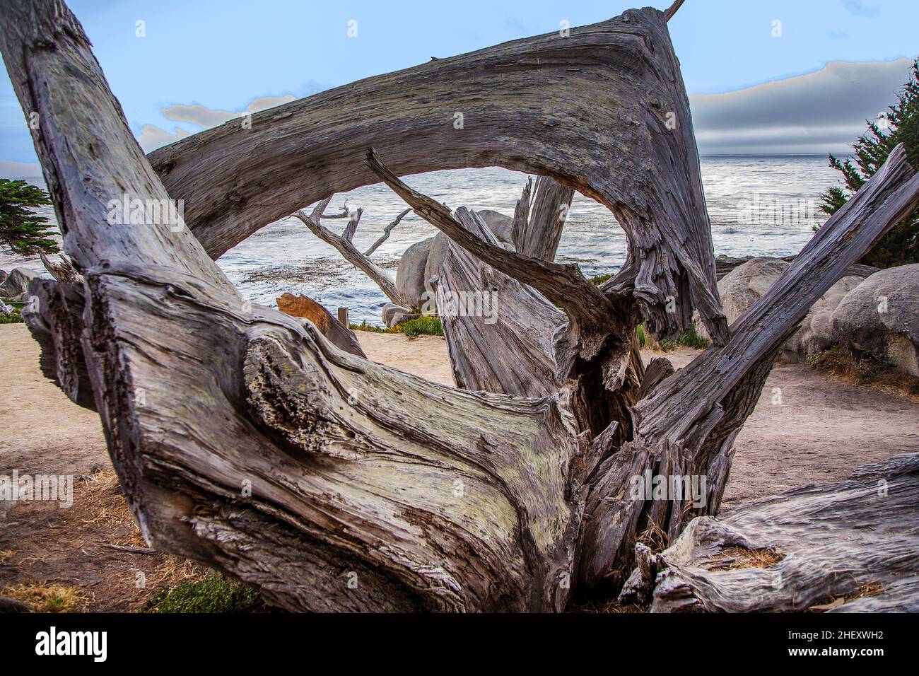 old tree in sunset at point Lobos Stock Photo - Alamy