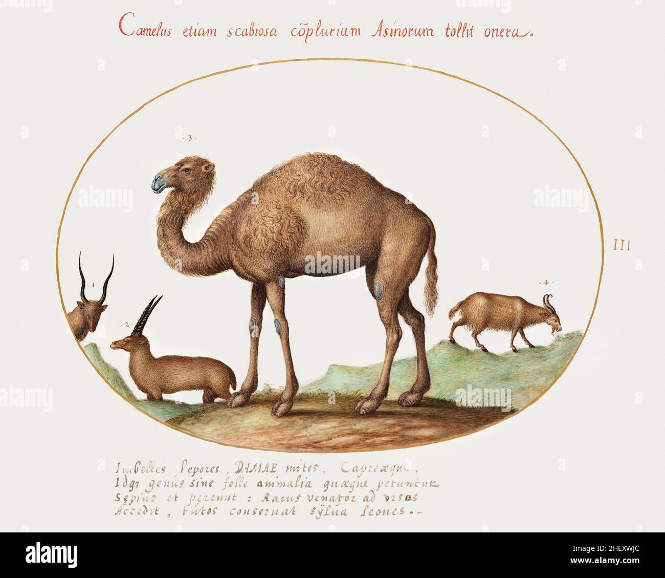 Camel goat hi-res stock photography and images - Alamy