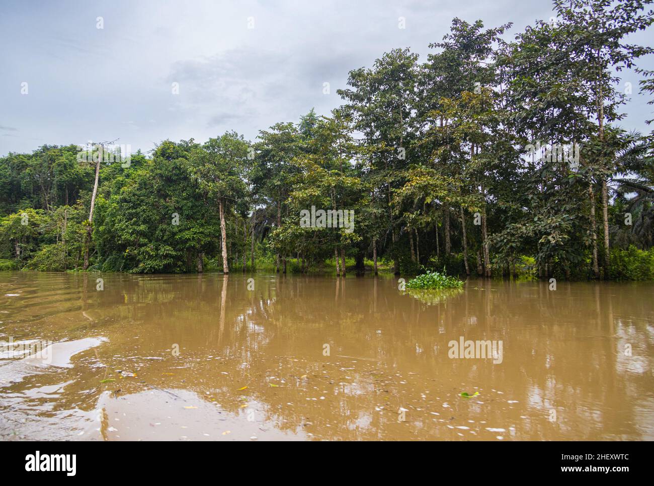On a river cruise through the tropical rainforest of Borneo, Malaysia ...