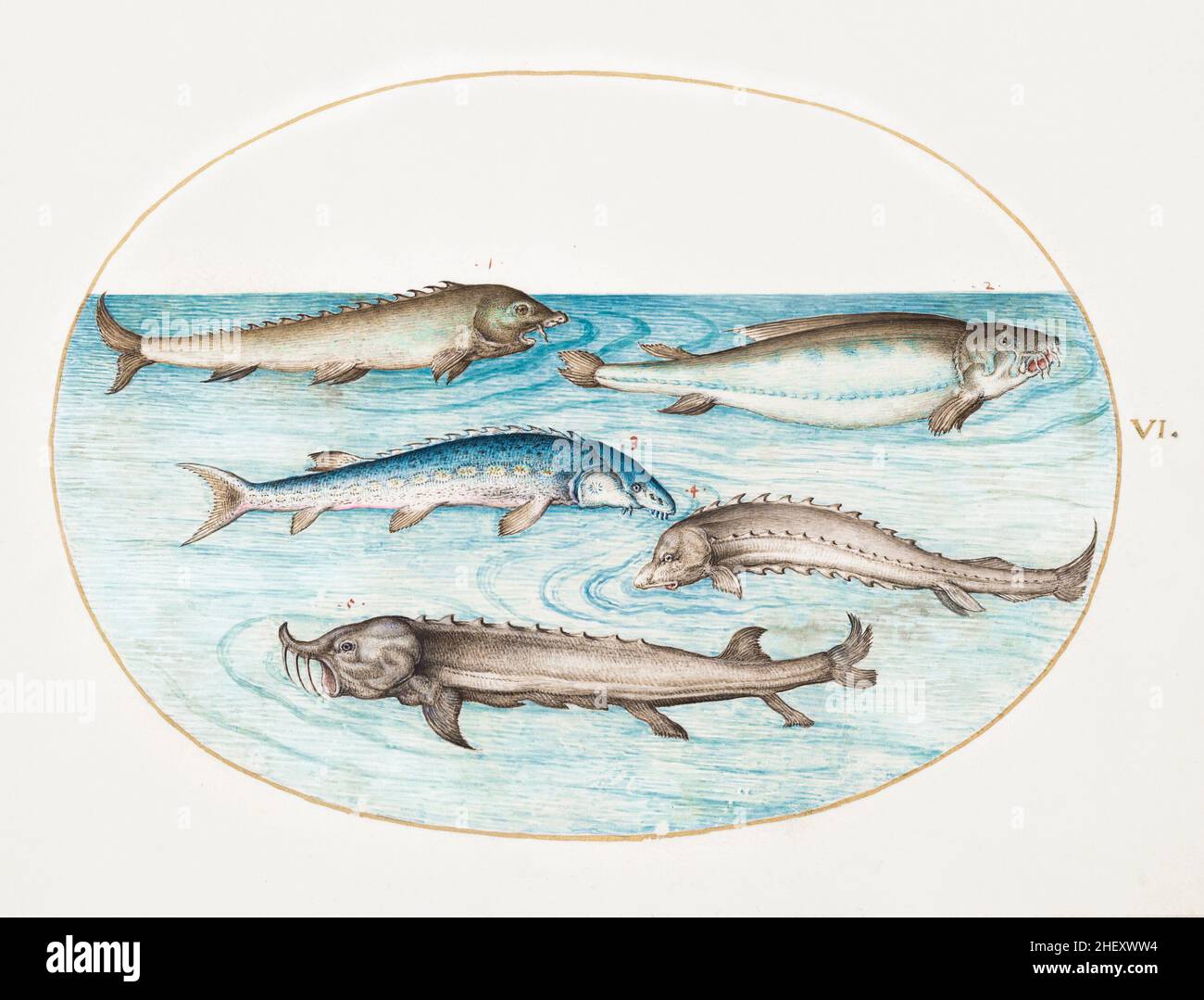 Sturgeon art hi-res stock photography and images - Alamy