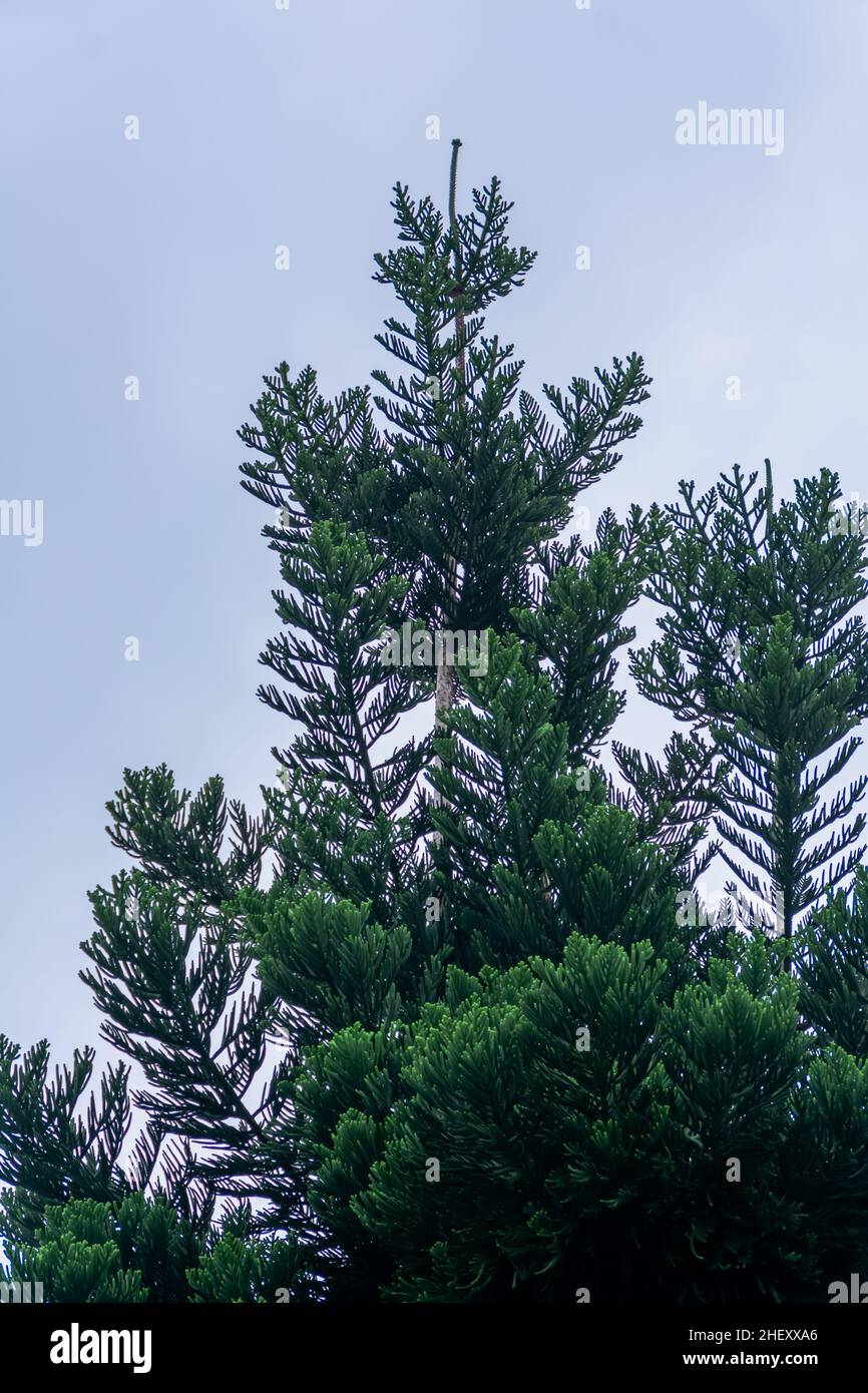 beautiful green pine tree stand under the clear morning and bright blue ...