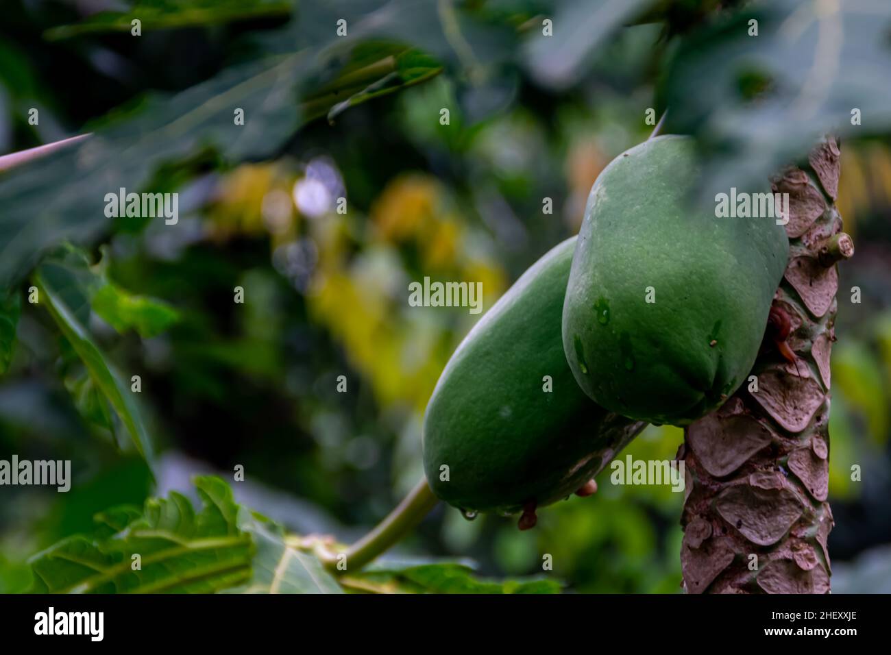 Muni river hi-res stock photography and images - Alamy