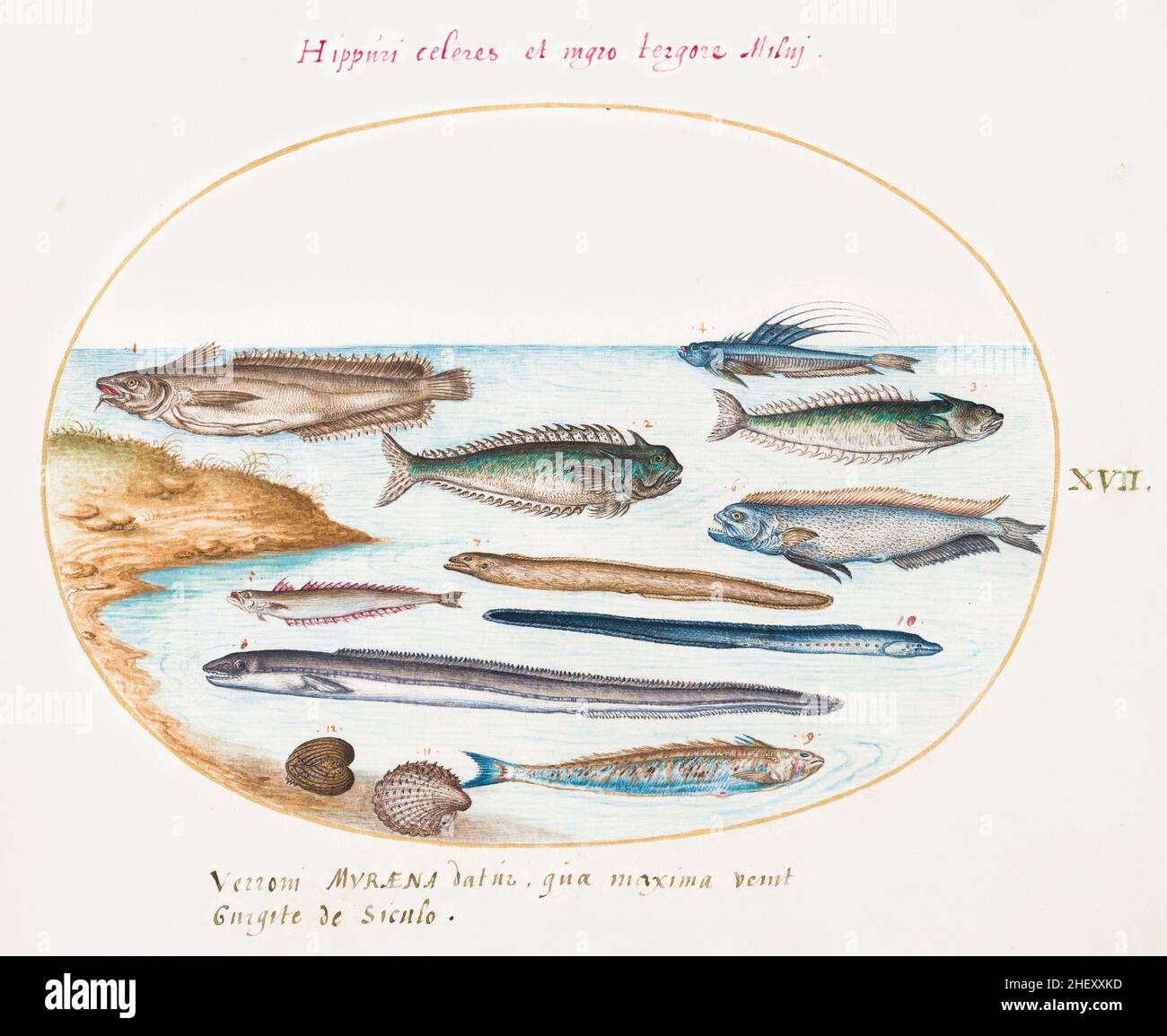 Vintage cod painting hi-res stock photography and images - Alamy