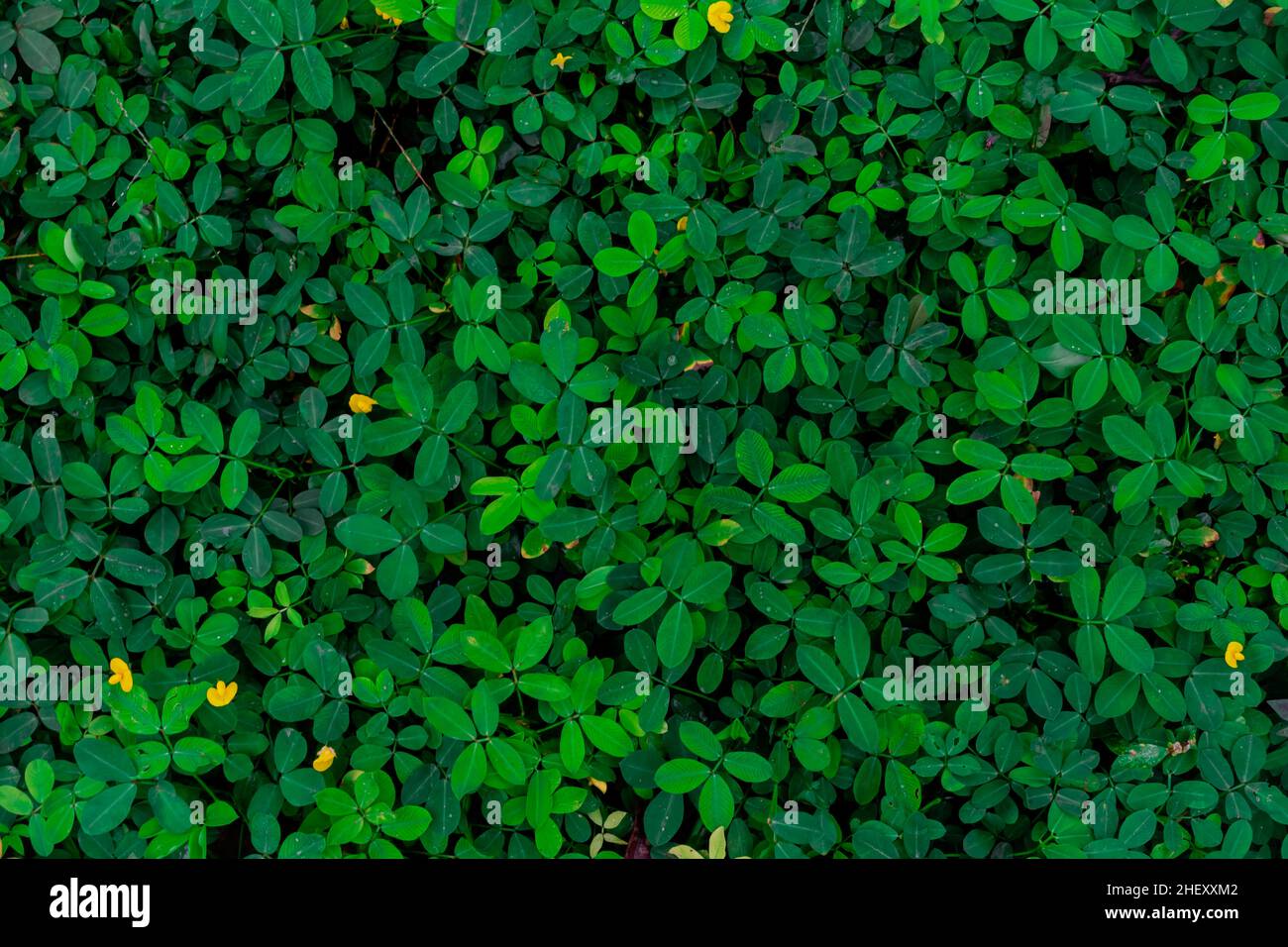 Beautiful nature pattern from green tropical vines texture for ...