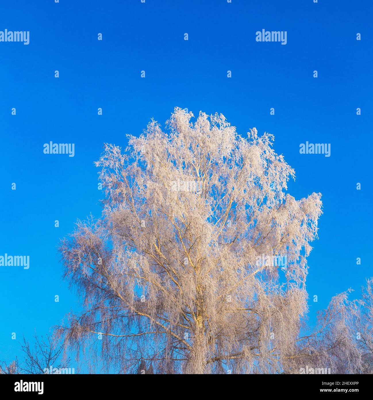 frozen birch tree in winter landscape under blue sky Stock Photo - Alamy