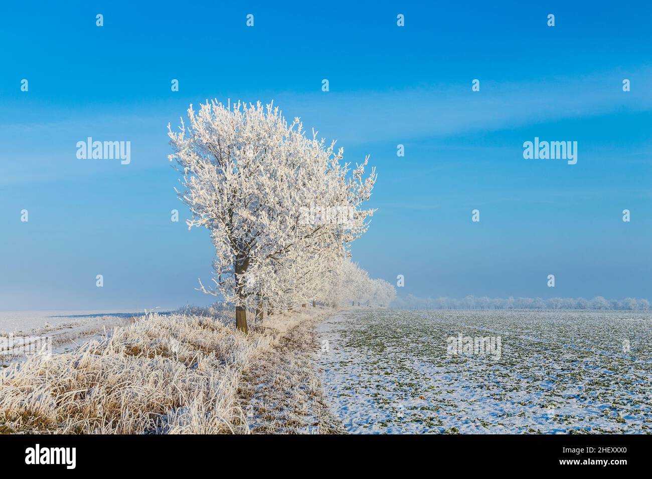 white icy trees in harmonic snow covered landscape Stock Photo - Alamy