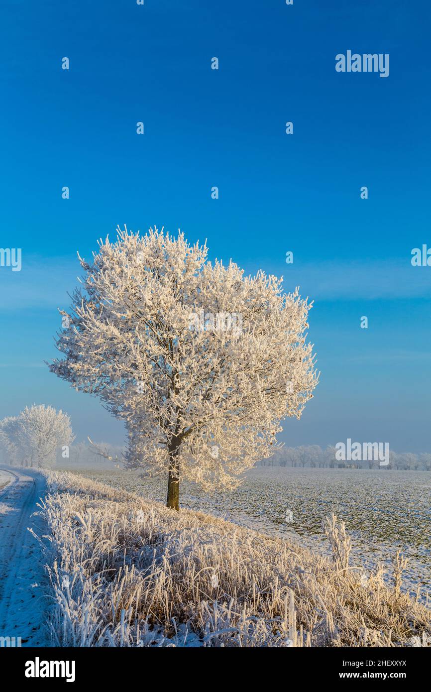 white icy trees in harmonic snow covered landscape Stock Photo - Alamy