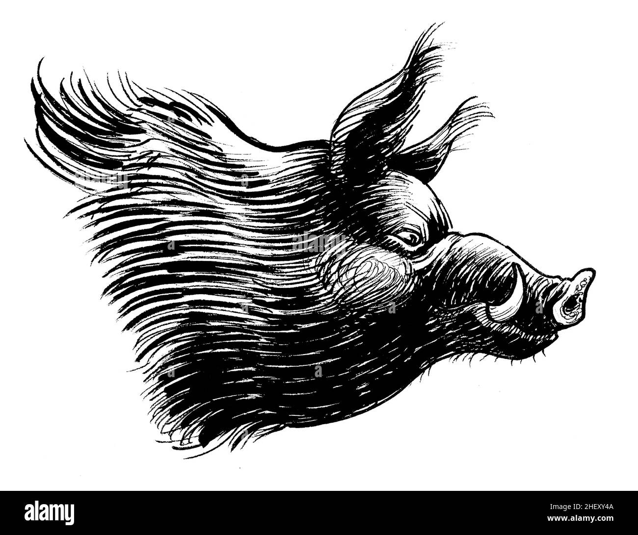 Wild boar head. Ink black and white drawing Stock Photo - Alamy