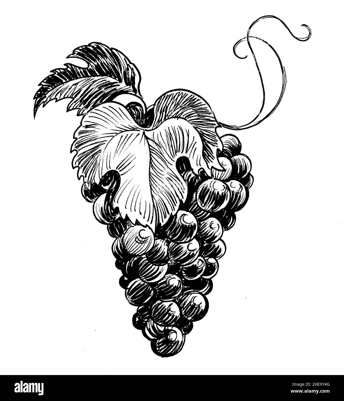 Wine Grapes Drawing