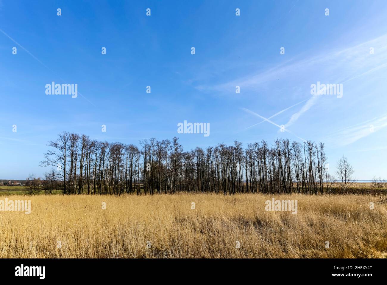 Swamp land hi-res stock photography and images - Alamy