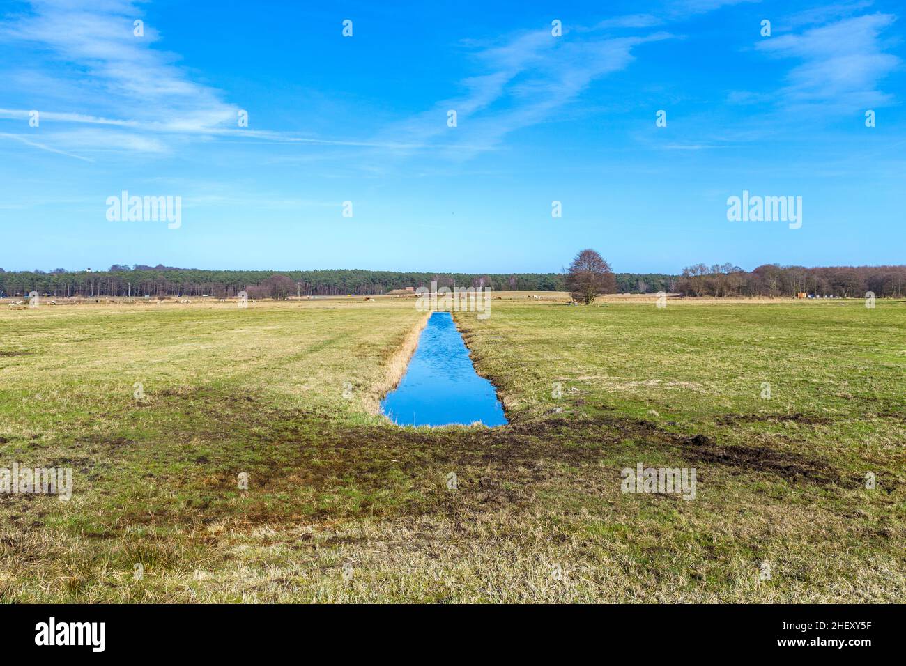 scenic swamp land with trees in Usedom, Germany Stock Photo - Alamy