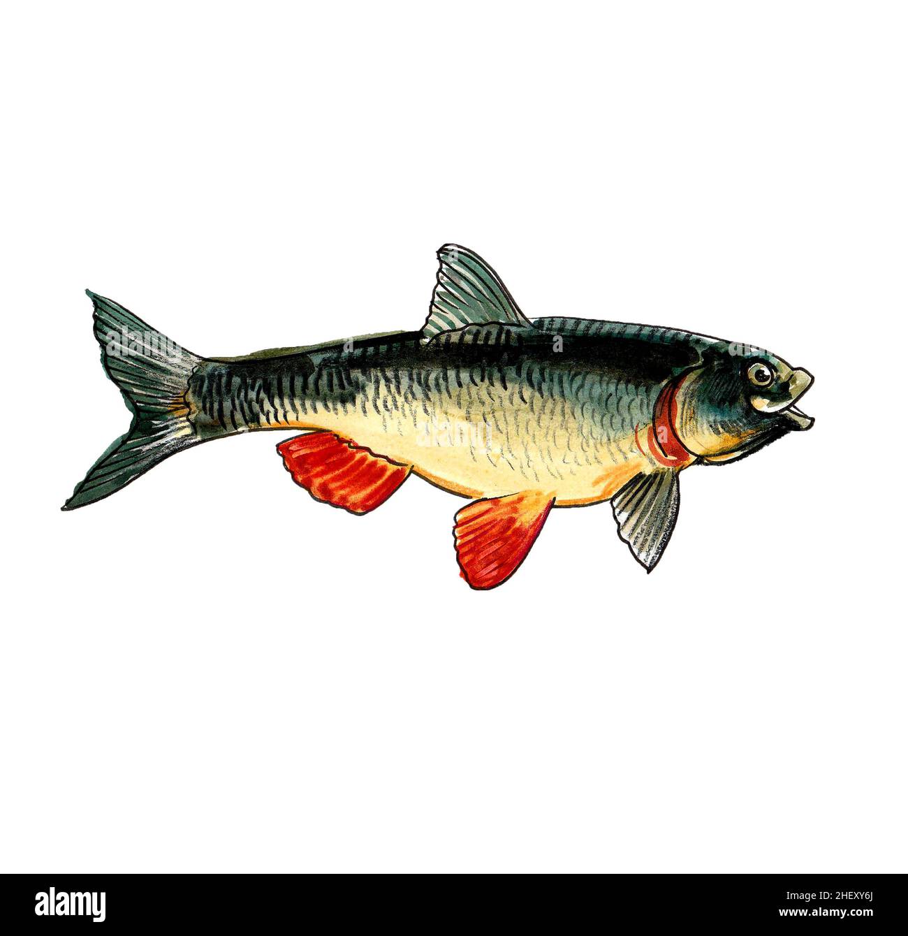 Big fish on white background. Ink and watercolour drawing Stock Photo ...