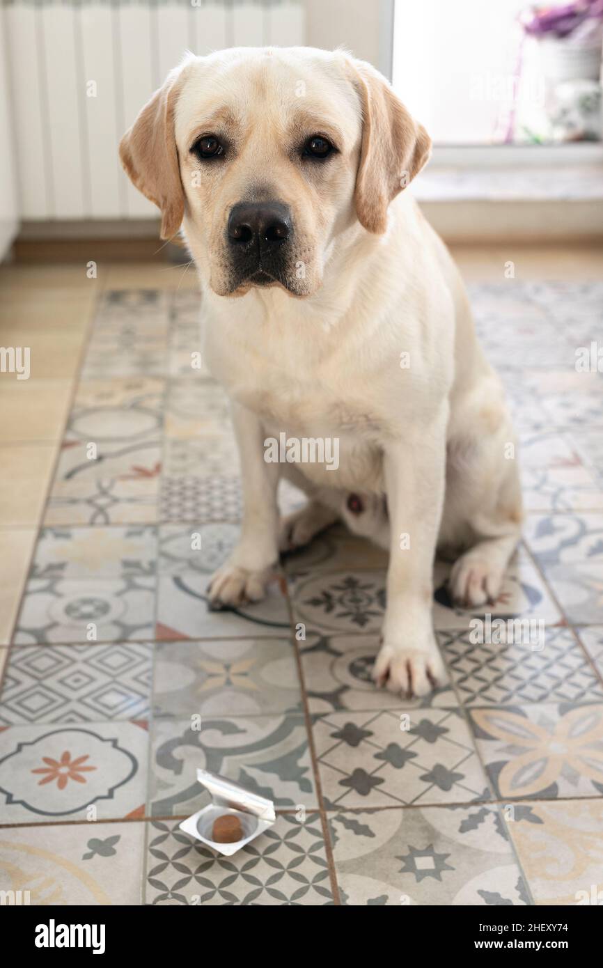 adult labrador dog looks into camera sitting in front of pill and ...