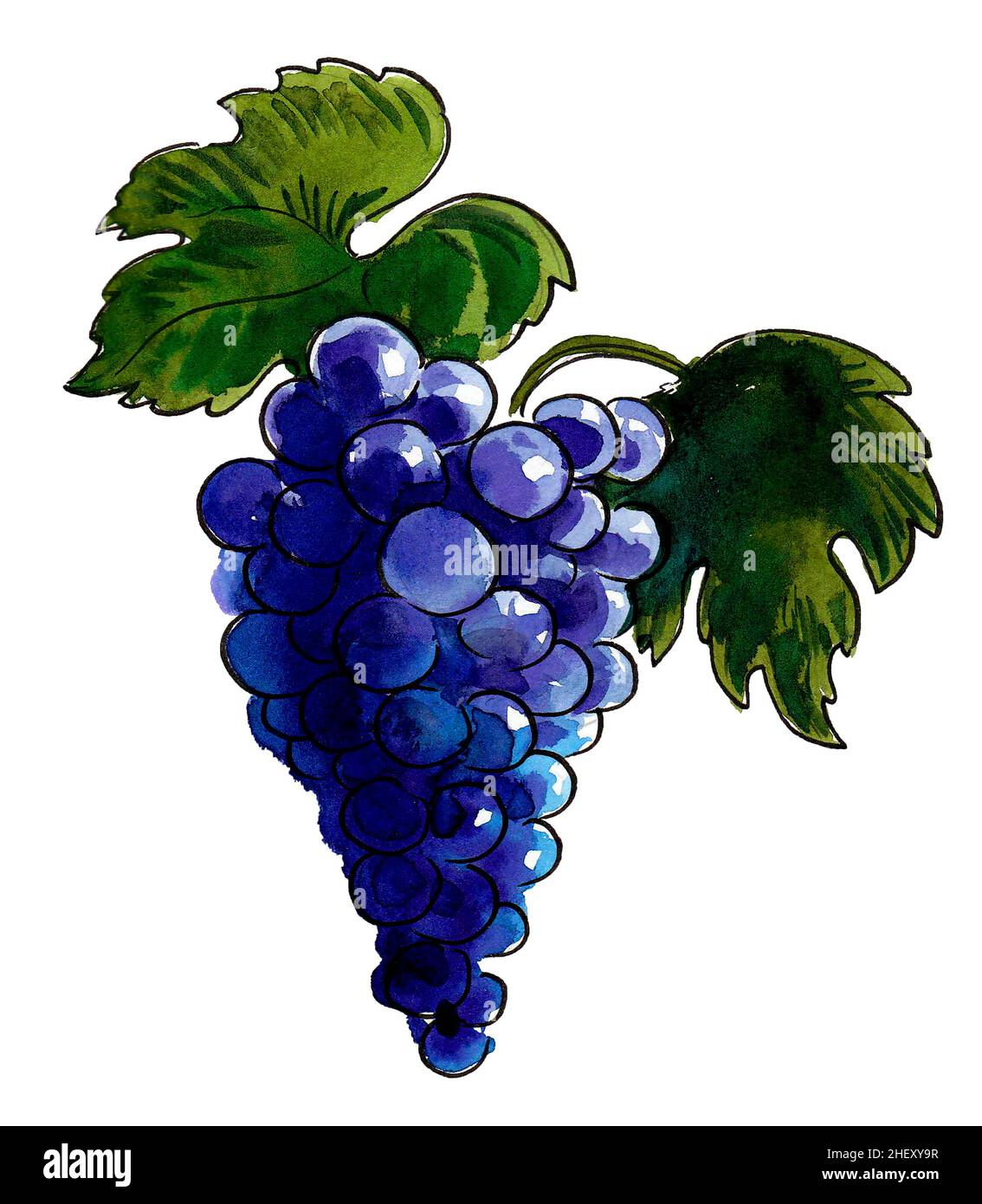Bunch of wine grapes. Ink and watercolour drawing Stock Photo - Alamy