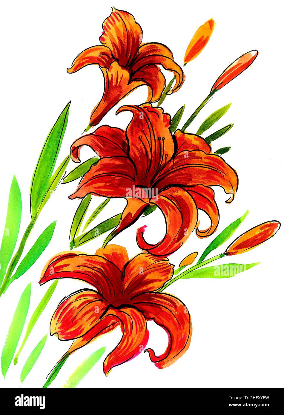 Blossoming orange lily flowers. Ink and watercolour drawing Stock Photo ...