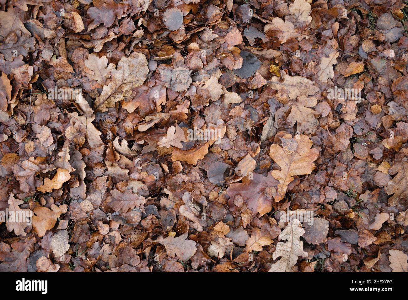 Dark brown autumn fallen leaves as background. Late fall season leaves ...