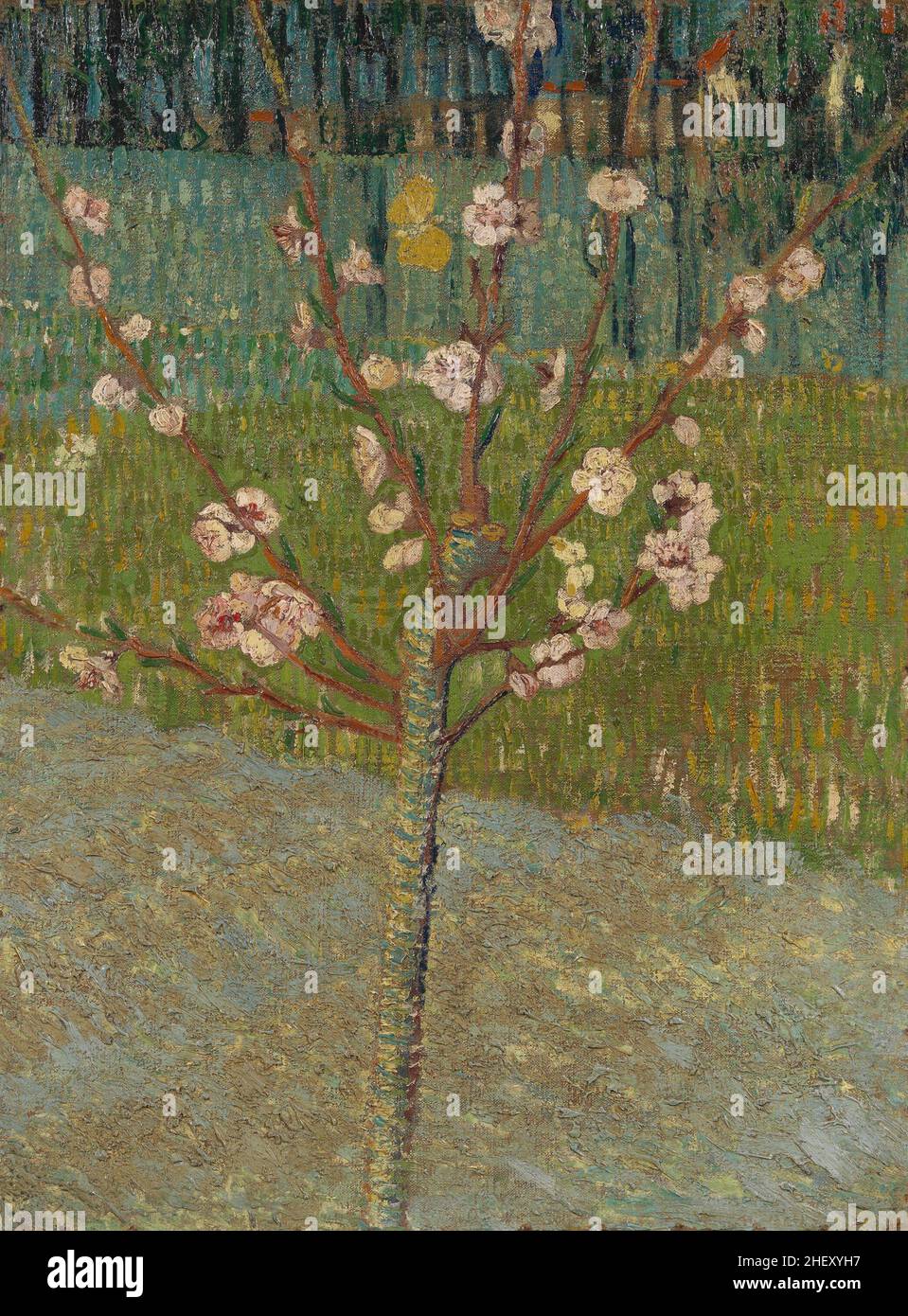 Van gogh almond blossom hi-res stock photography and images - Alamy