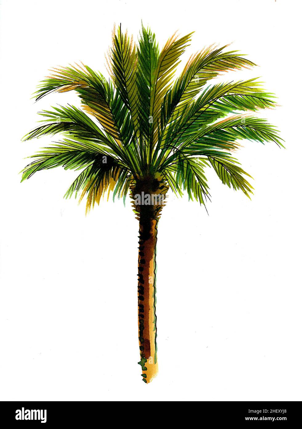 Palm tree. Ink and watercolour drawing Stock Photo - Alamy
