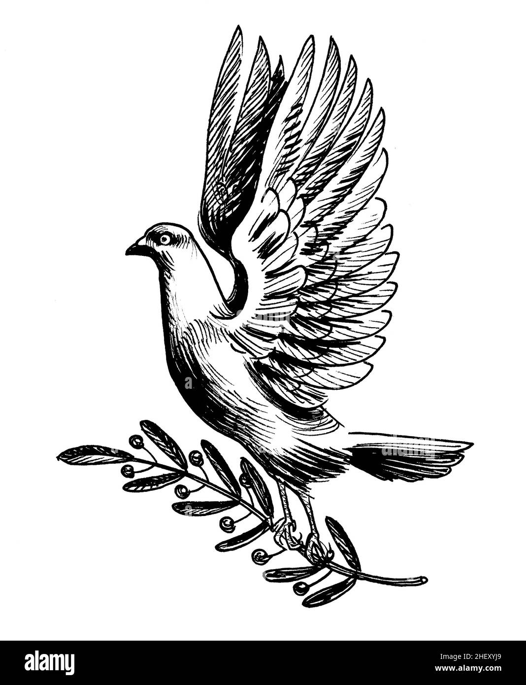 Dove With Olive Branch Dove And Olive Branch Drawing