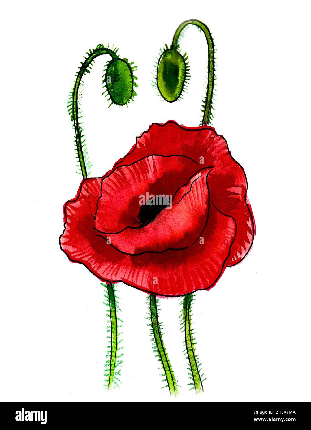 Blossoming red poppy flower. Ink and watercolour drawing Stock Photo ...