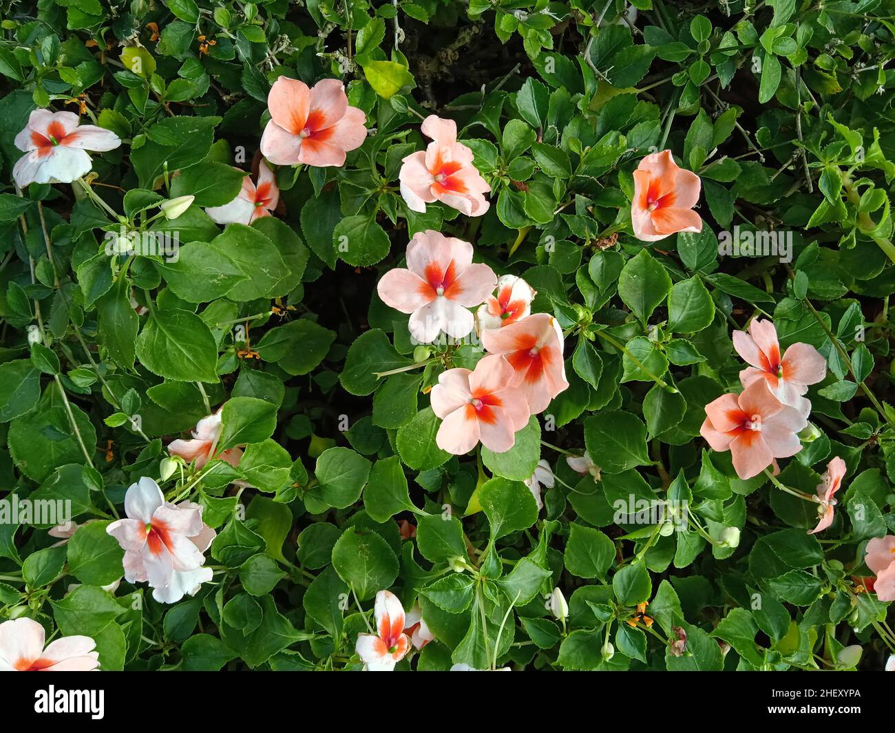 Photograph of colorful flowers in the front yard , landscape , botany ...