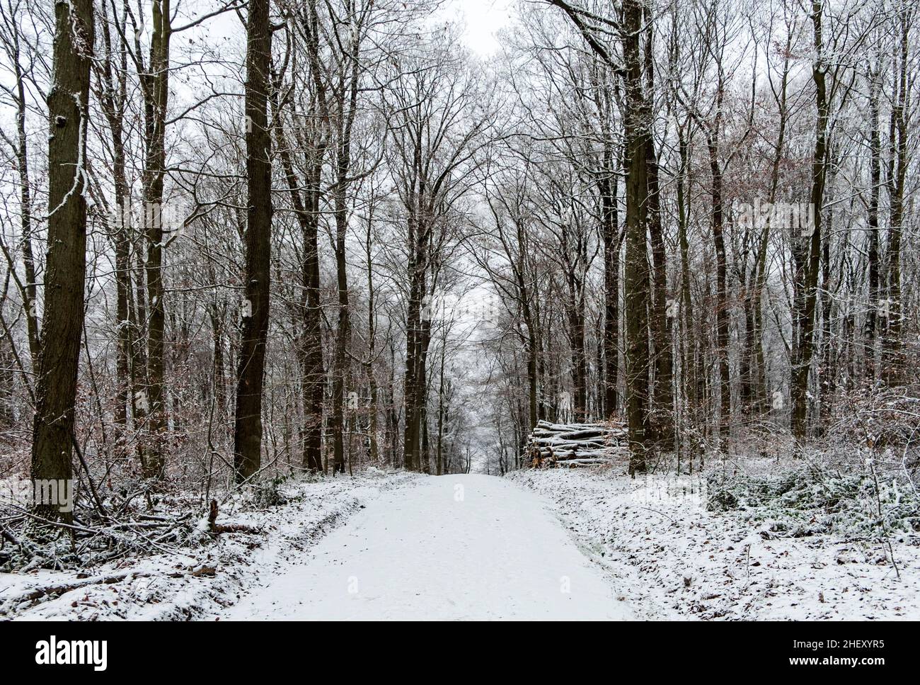 winter landscape in the forest in snow Stock Photo - Alamy