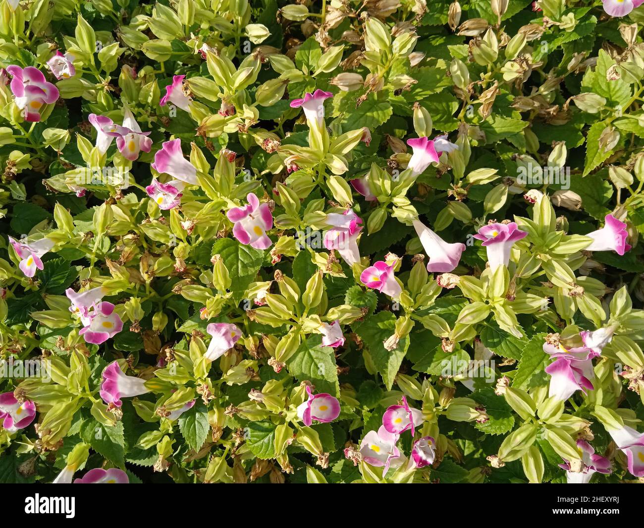 Photograph of colorful flowers in the front yard , landscape , botany ...