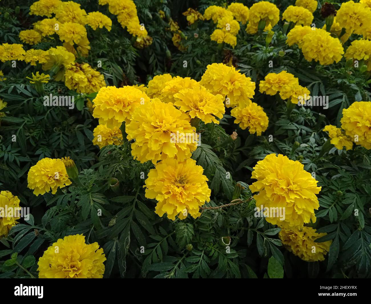Photograph of colorful marigold leaf flowers in the front yard Stock ...