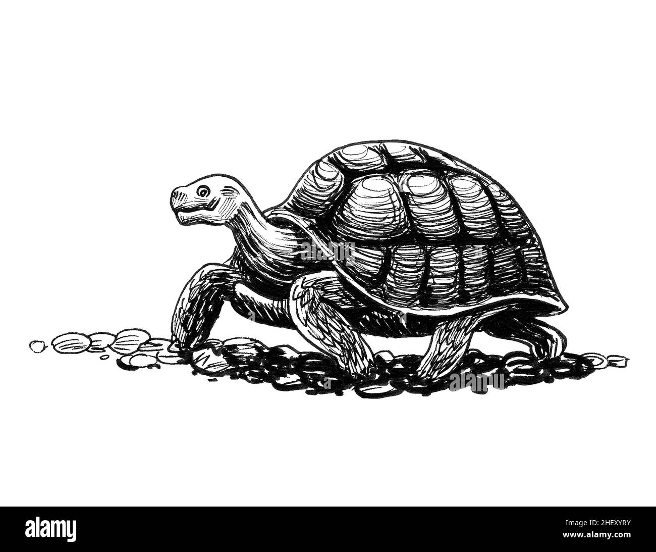 Walking turtle. Ink black and white drawing Stock Photo - Alamy