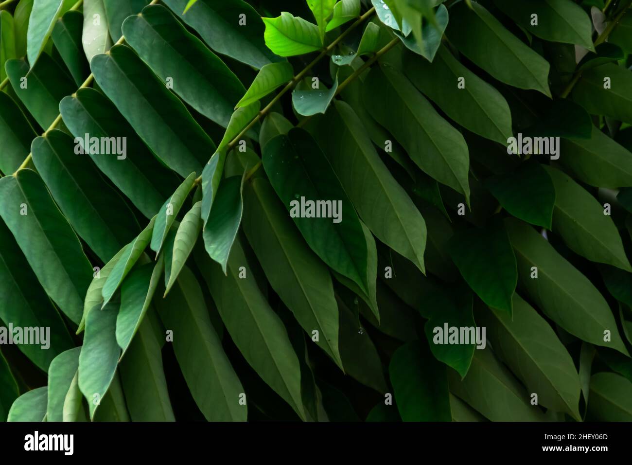 Diagonal lines of green leaves makes a beautiful pattern for nature ...