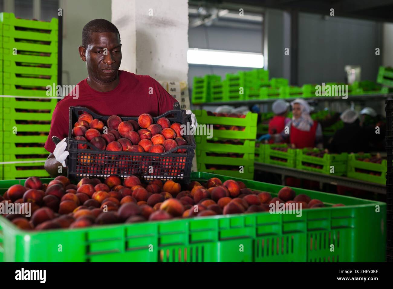 Worker working at fruit warehouse Stock Photo - Alamy
