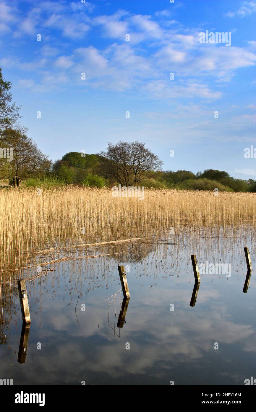 View on a beautiful lake in denmark scandinavia north of copenhagen ...