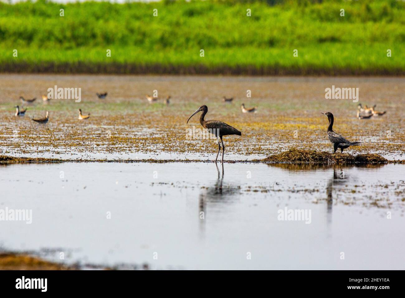 Tanguar haor bangladesh hi-res stock photography and images - Alamy