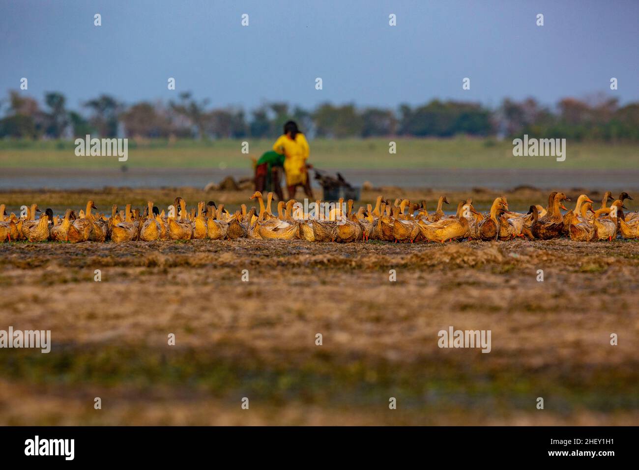 Duck farmer herding a huge flock of domestic ducks along a river ...