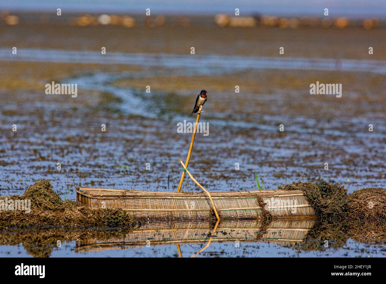 Ababil hi-res stock photography and images - Alamy