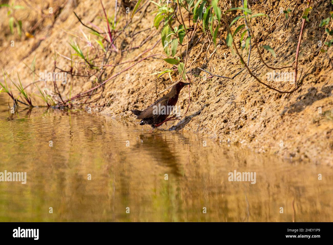 Ruddy-breasted Crake (Porzana fusca) bathing, Tanguar Haor, Sunamganj ...