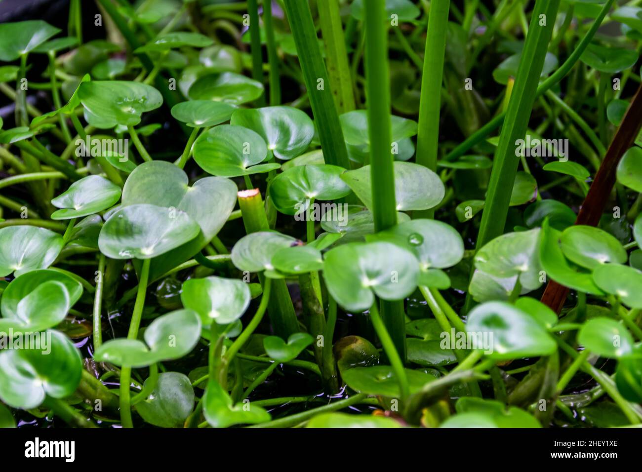 Bunch of beautiful green tropical water plants for exotic nature ...