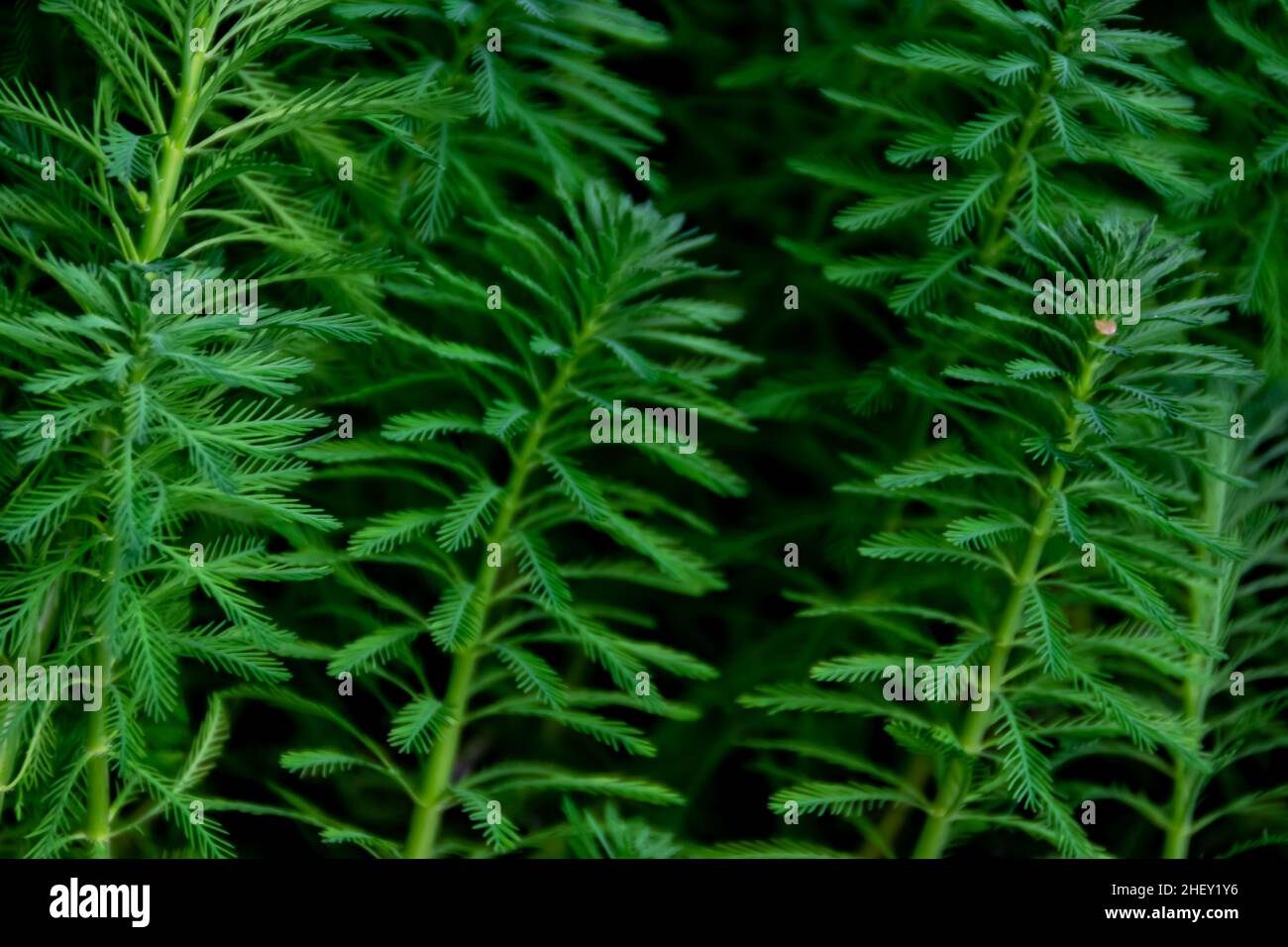 Bunch of beautiful green tropical water plants for exotic nature ...