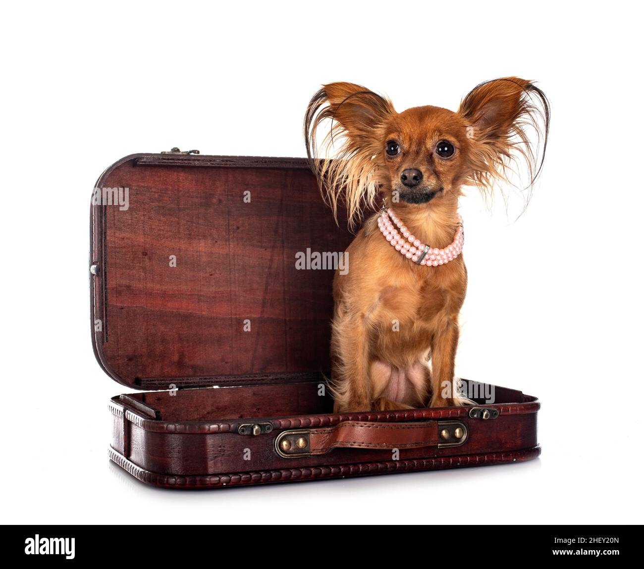 Russkiy Toy in front of white background Stock Photo - Alamy