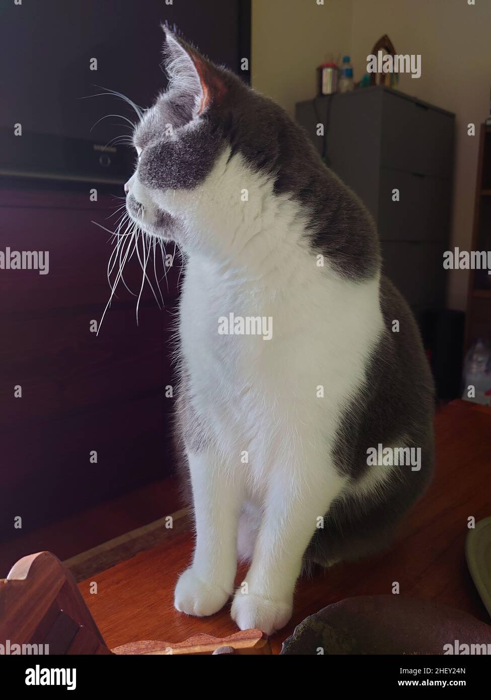 cute little british shorthair being playful Stock Photo - Alamy