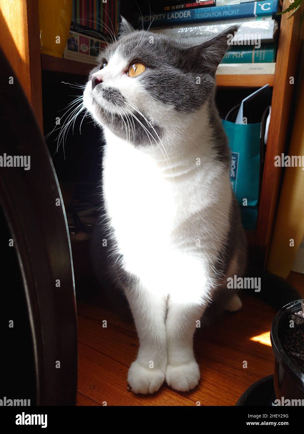 cute little british shorthair being playful Stock Photo - Alamy
