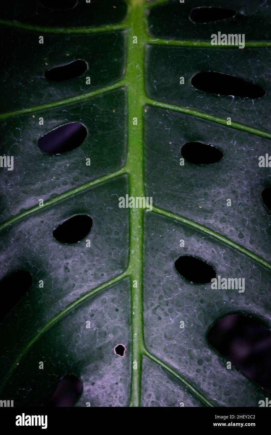 beautiful tropical green monstera leaves texture with dark cinematic ...