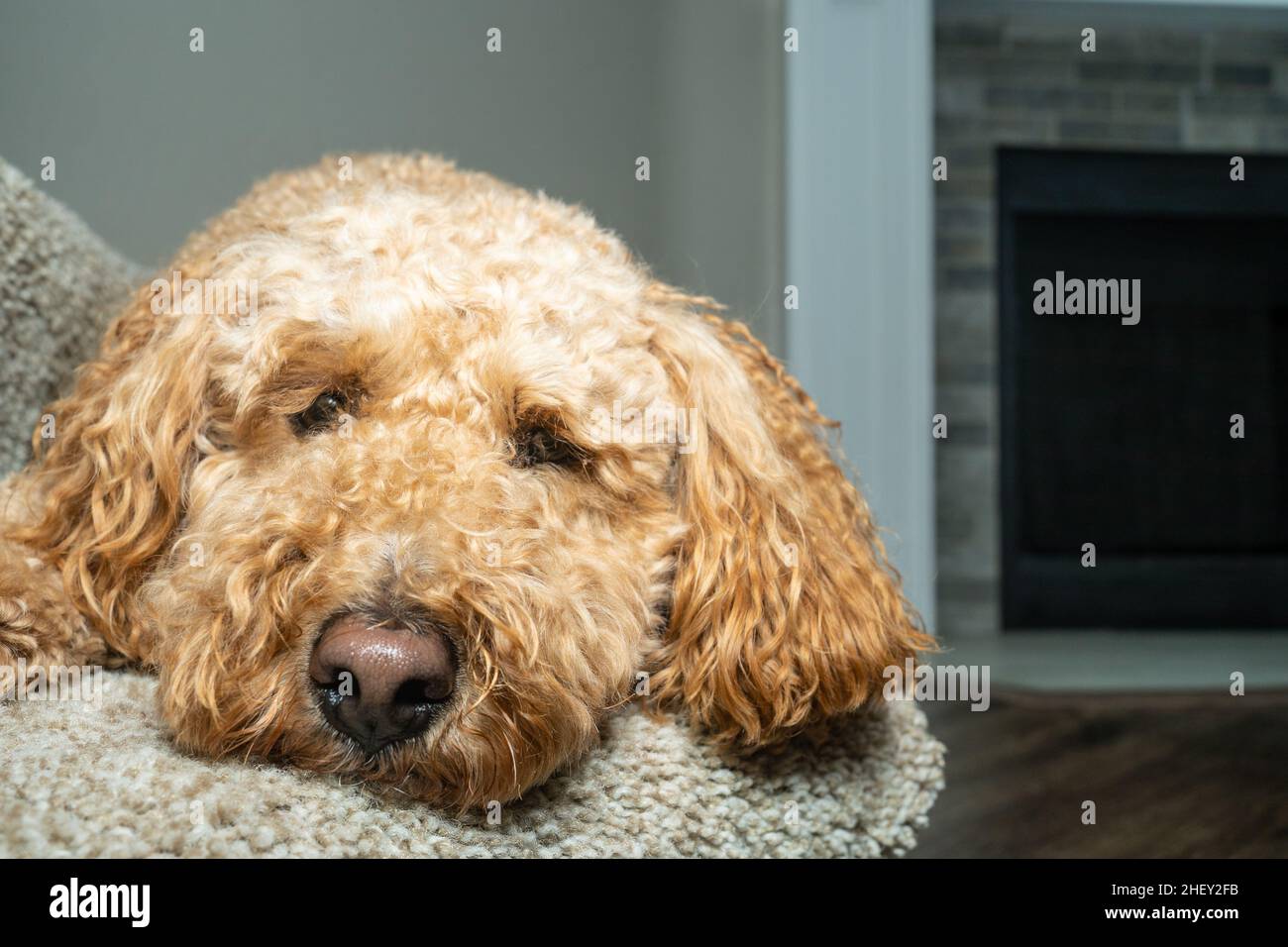 Australian Labradoodle is a mix between the Labrador Retriever, Poodle ...