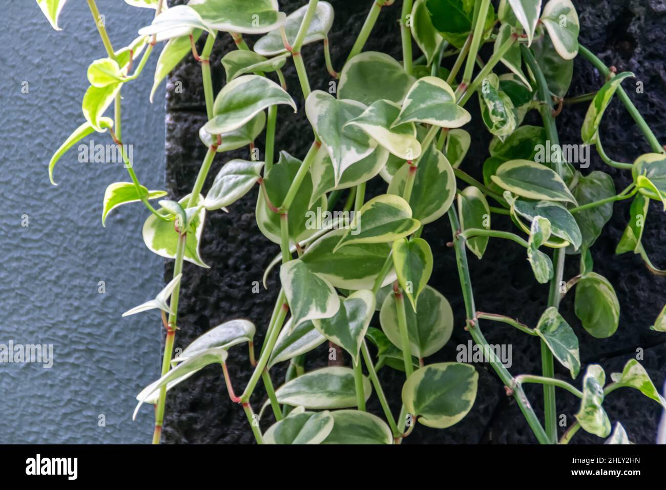 beautiful and exotic tropical creeper plants on black natural stone ...