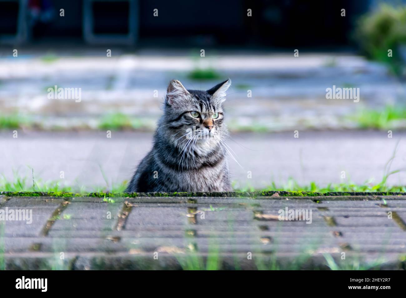 Cute long hair gray cat with half body poses under pavement Stock Photo ...