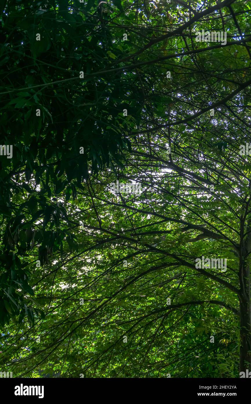 Shady under tree canopy hi-res stock photography and images - Alamy