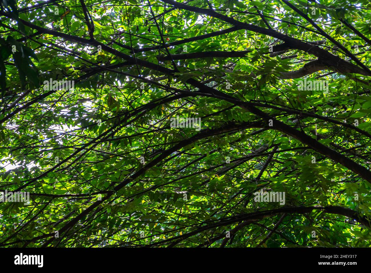Shady under tree canopy hi-res stock photography and images - Alamy